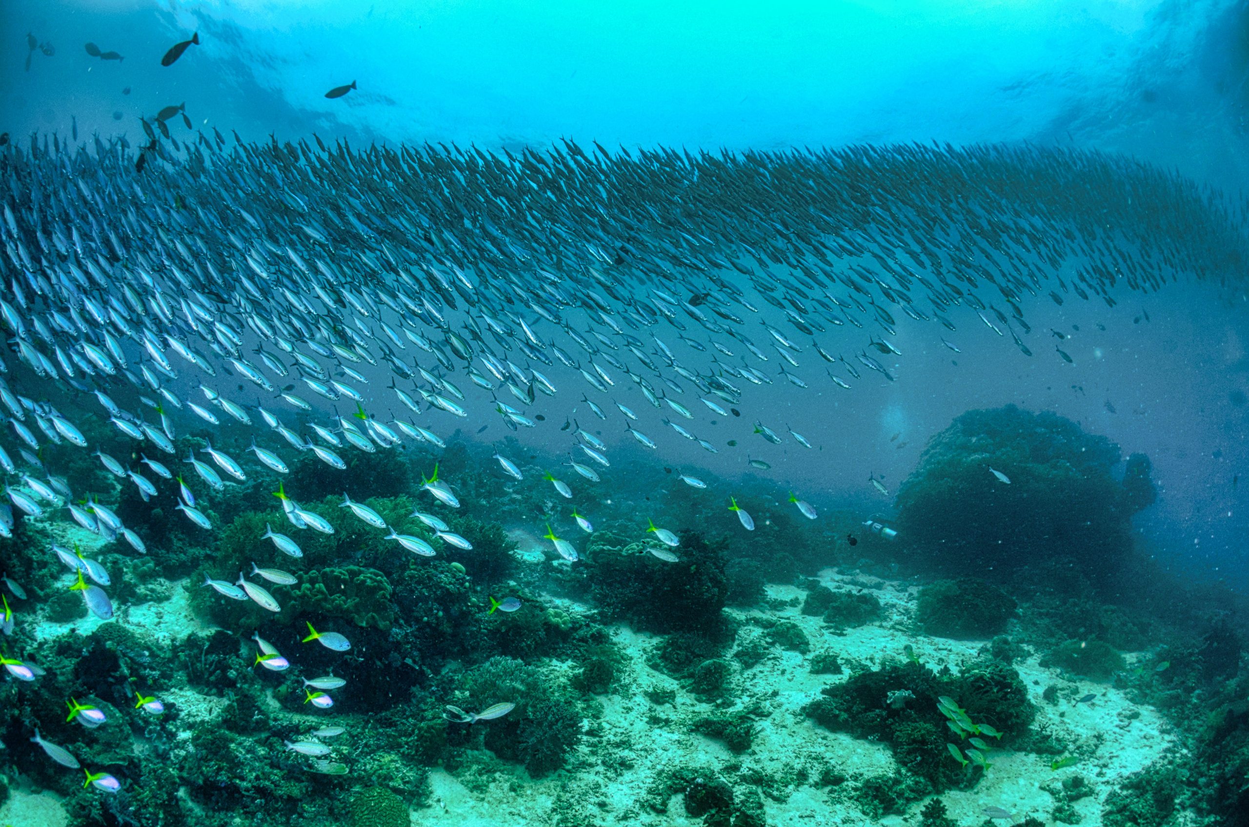 Marine Life | Azores Water Sports - Ratinho
